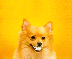 Dog teeth GIF - Conseguir o melhor gif em GIFER