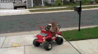 Reckless GIFs - Get the best gif on GIFER
