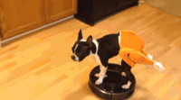 Roomba GIFs - Get the best gif on GIFER