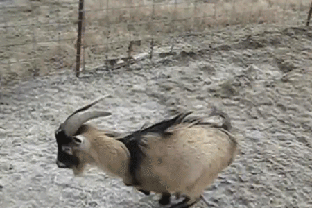 Smooth GIFs - Get the best gif on GIFER