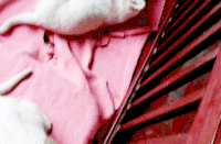 Mewing GIFs - Get the best gif on GIFER