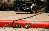Apoyo GIF - Conseguir el mejor gif en GIFER