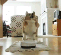 Lunch GIFs - Get the best gif on GIFER