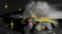 Moth GIFs - Get the best gif on GIFER
