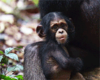 Chimpanzees GIFs - Get the best gif on GIFER