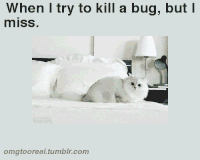Squashing bugs GIFs - Get the best gif on GIFER