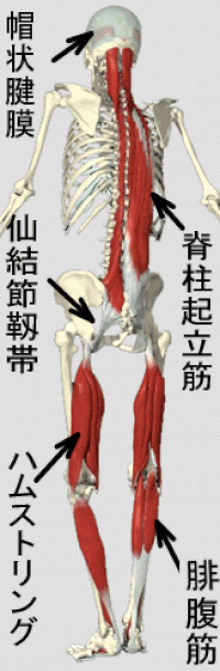 Anatomy GIFs - Get the best gif on GIFER