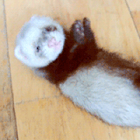 Nul GIFs - Get the best gif on GIFER