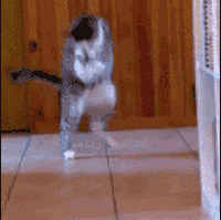 Zipper GIFs - Get the best gif on GIFER