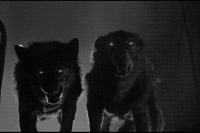 Bark GIFs - Get the best gif on GIFER