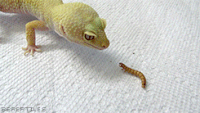 Geckos GIFs - Get the best gif on GIFER