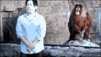 Ape GIFs - Get the best gif on GIFER