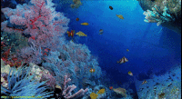 Ocean GIFs - Get the best gif on GIFER