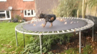 Trampoline GIFs - Get the best gif on GIFER