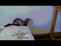 Comps GIFs - Get the best gif on GIFER