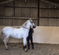 Pferd GIFs - Get the best gif on GIFER