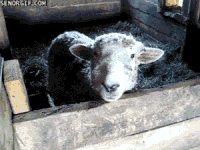 Lamb GIFs - Get the best gif on GIFER