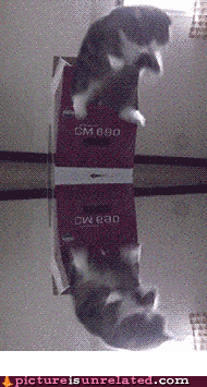 Jumping in box GIF - Conseguir o melhor gif em GIFER