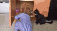 Cupboard GIFs - Get the best gif on GIFER