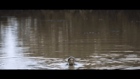 Roaming GIFs - Get the best gif on GIFER