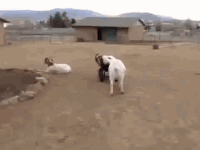 Weee гифки, анимированные GIF изображения weee - скачать гиф картинки ...