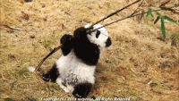 Bamboo GIFs - Get the best gif on GIFER