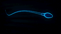Mitosis GIFs - Get the best gif on GIFER