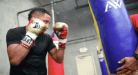 Boxer GIFs - Get the best gif on GIFER