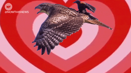 Red tailed hawk GIF - Conseguir o melhor gif em GIFER