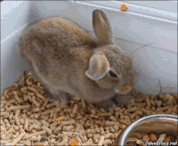 Rabbits GIFs - Get the best gif on GIFER