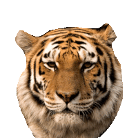 Tiger GIFs - Get the best gif on GIFER