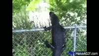 Alligator GIFs - Get the best gif on GIFER