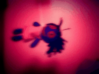 Ibs GIFs - Get the best gif on GIFER