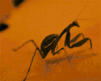Praying mantis GIFs - Obtenez le meilleur gif sur GIFER