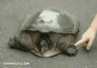 Turtles GIFs - Get the best gif on GIFER
