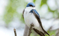 Flush GIFs - Get the best gif on GIFER