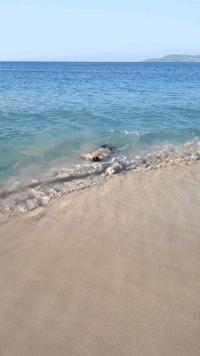 Lifeguards GIF - Conseguir o melhor gif em GIFER