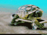 Tortoises GIFs - Get the best gif on GIFER