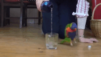Alcohol GIFs - Get the best gif on GIFER