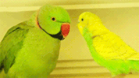 Parakeet GIFs - Get the best gif on GIFER