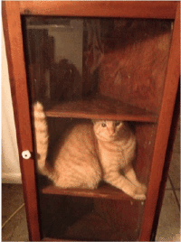 Cupboard GIFs - Get the best gif on GIFER