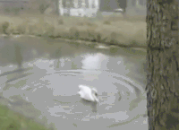 Swan GIFs - Get the best gif on GIFER