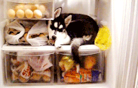 Refrigerator GIFs - Get the best gif on GIFER