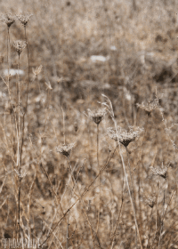 Midwest GIFs - Obtenez le meilleur gif sur GIFER