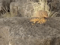 Mongoose GIFs - Get the best gif on GIFER