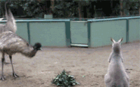 Emu GIFs - Get the best gif on GIFER