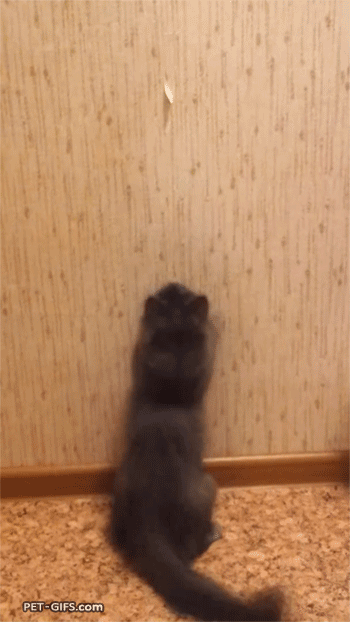 Kimblee GIFs - Get the best gif on GIFER