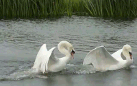 Swan GIFs - Get the best gif on GIFER