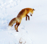 Hunting GIFs - Get the best gif on GIFER