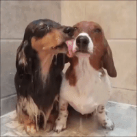 Shower GIFs - Get the best gif on GIFER